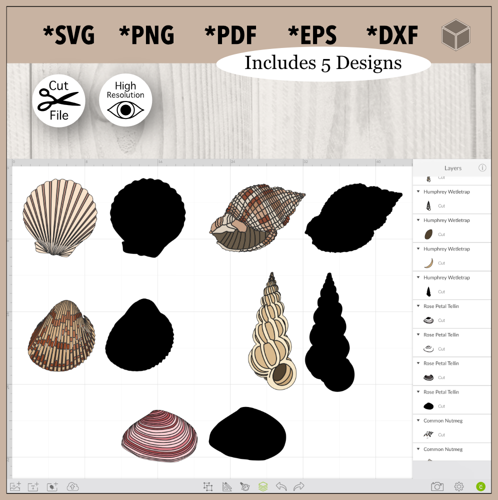 Detailed Seashells Color Bundle SVG File | The Digital Files – Mr ...